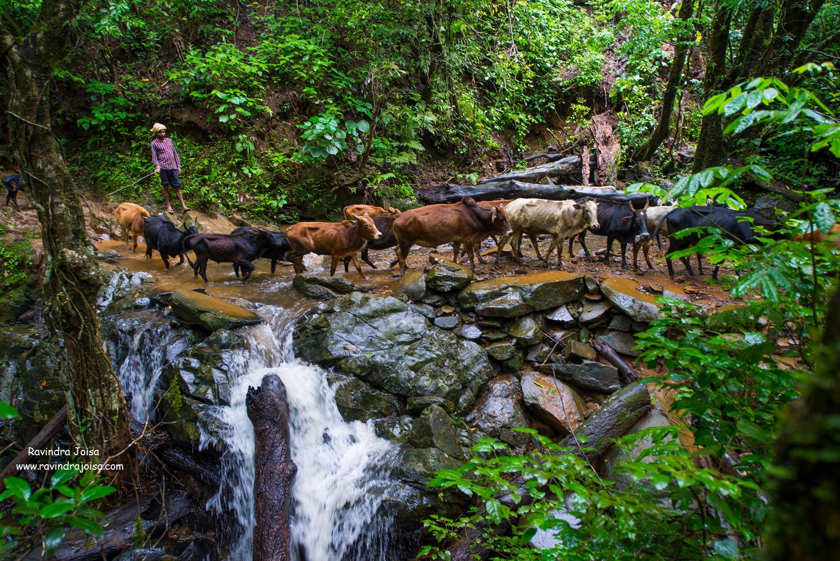 Kudremukh Trek - Truly a trekkers paradise - Ravindra Joisa